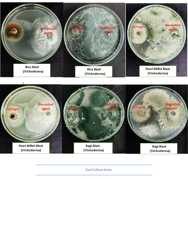 B.G Trichoderma | PDF