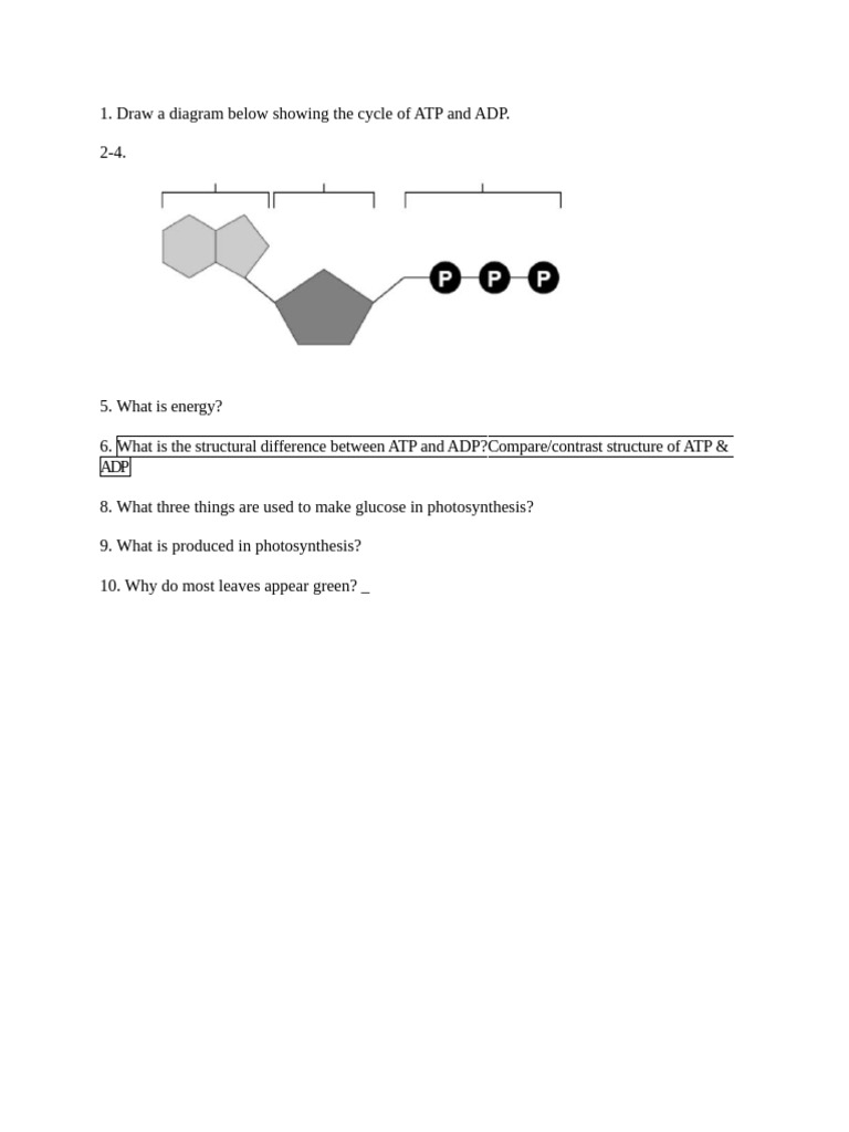 ATP and ADP Cycle Explained | PDF