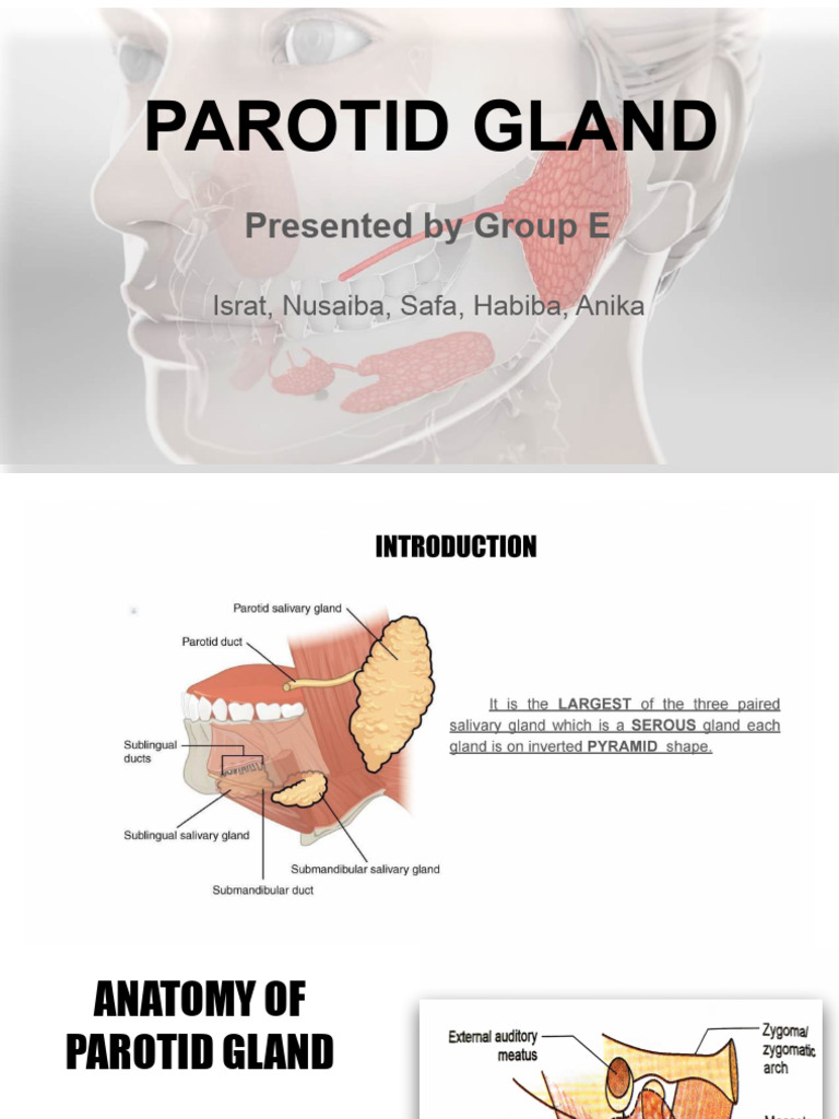 Parotid Gland Group E | PDF