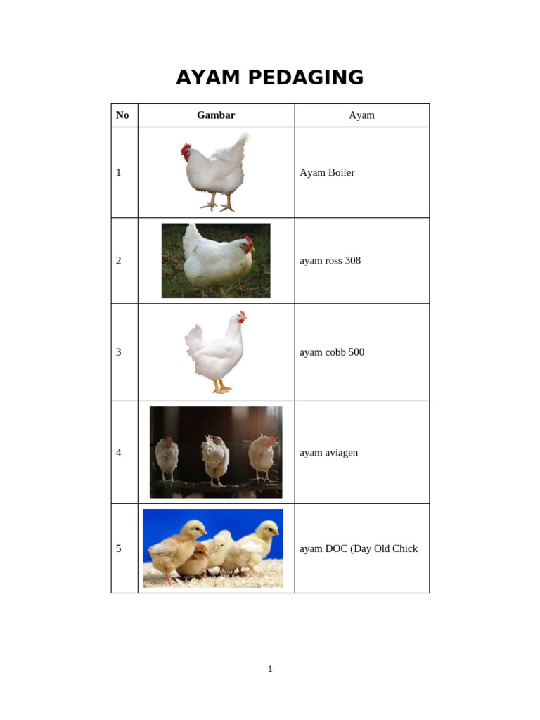 Jenis Ayam Pedaging, Petelur, Dwiguna, Ornamental | PDF