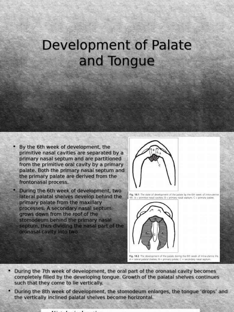 Development of Palate and Tongue | PDF | Tongue | Anatomy