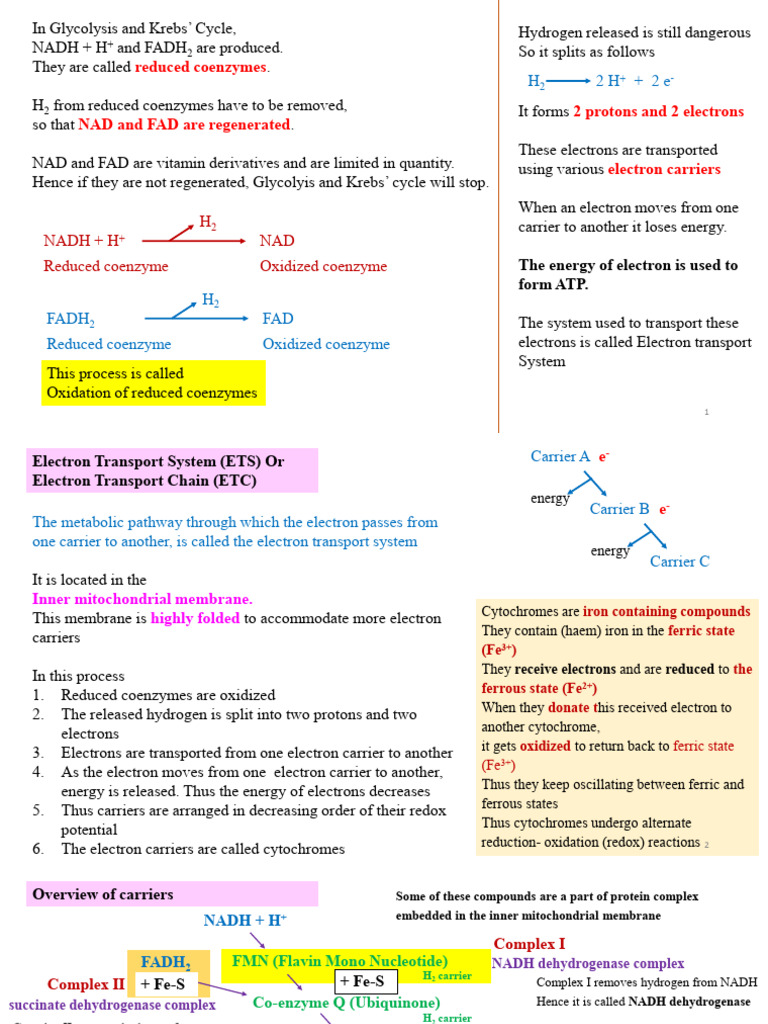 ETS | PDF | Electron Transport Chain | Adenosine Triphosphate