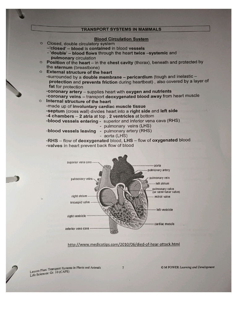Transport_Systems_In_Mammals | PDF
