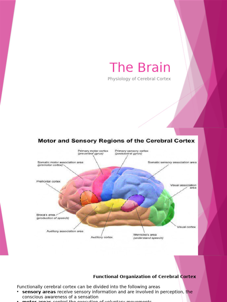 Cerebral Cortex: Functions and Areas | PDF | Electroencephalography | Sleep