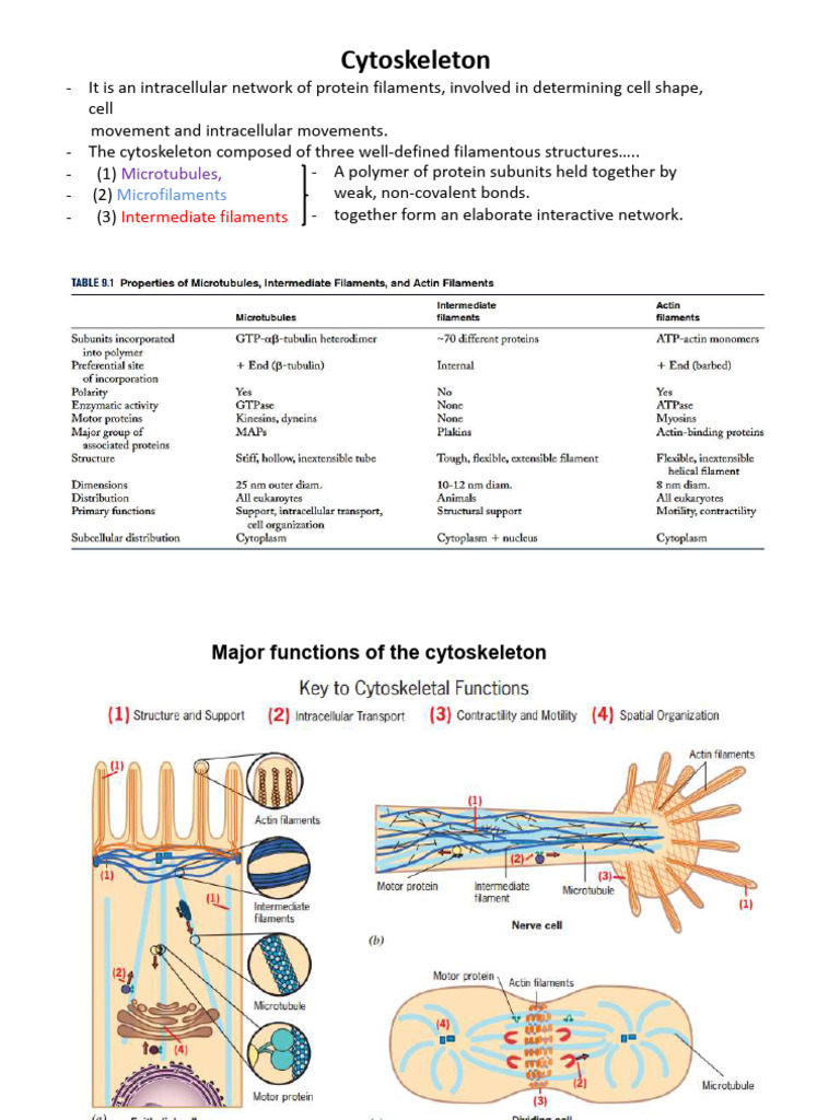 ZOB603 Cell Bio, Cytoskelton | PDF | Microtubule | Actin