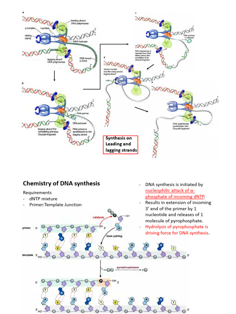 ZOB503 DNA Replication in Prokaryotes Regulation Part | PDF | Dna ...