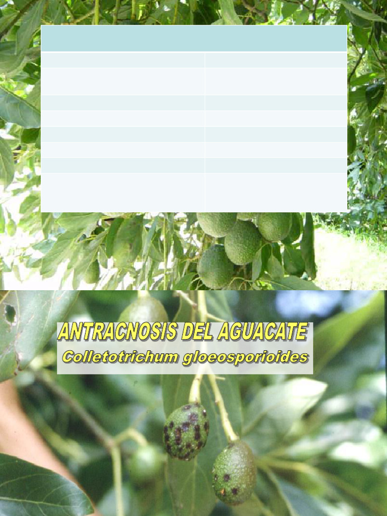 04.- Las Enfermedades Del Aguacate (Coria) | PDF | Aguacate | Plantas