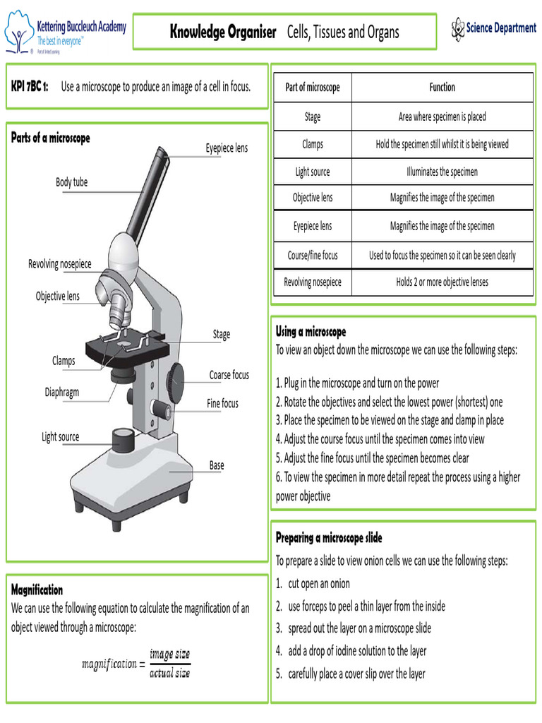 Knowledge Organiser - Cells, Tissues and Organs | PDF | Cell (Biology ...