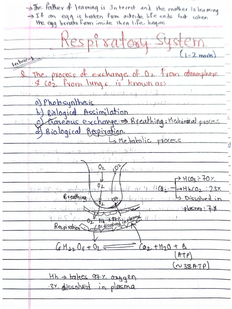 Respiratory System | PDF