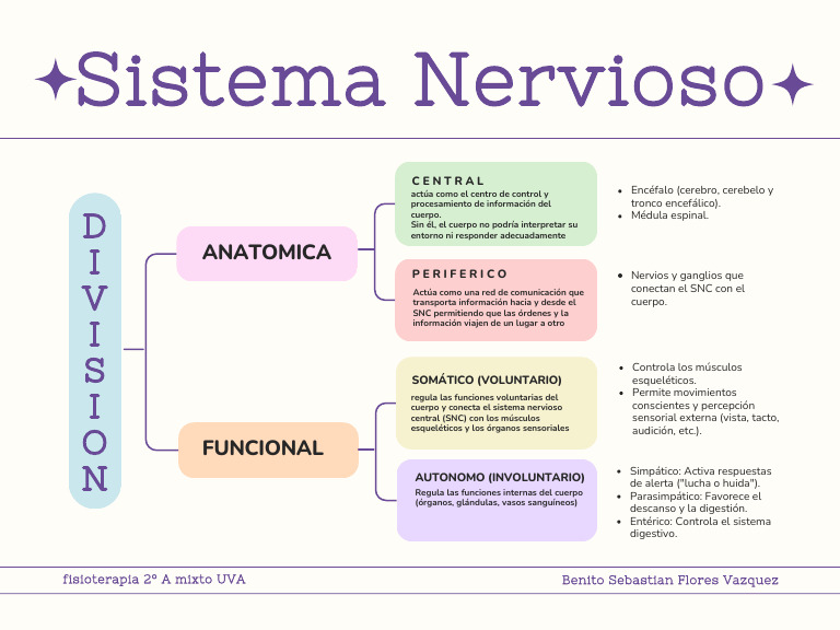 Division del Sistema Nervioso | PDF | Sistema nervioso | Neurociencia