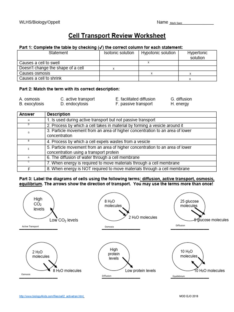 Kami Export - Mark Saez - HANDOUT - Cell Transport Review Worksheet ...