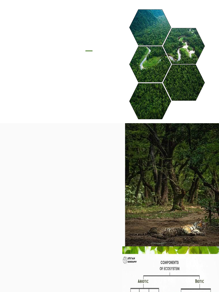 Forest Ecosystem Final | PDF | Ecosystem | Forests