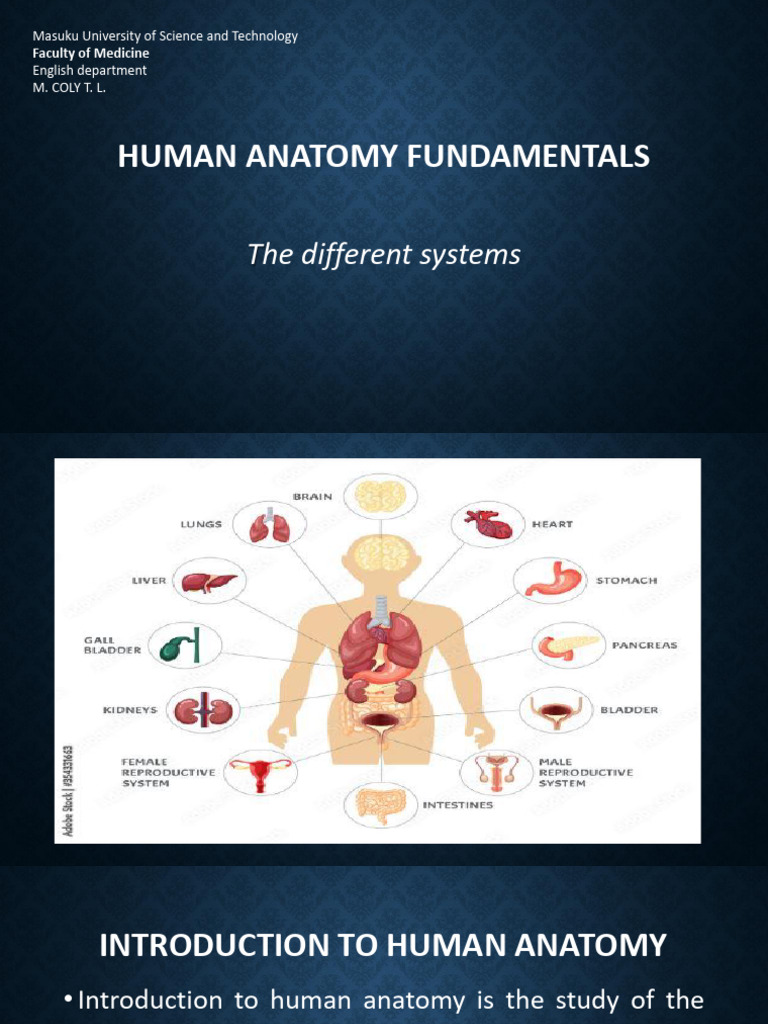 Human Anatomy Fundamentals | PDF | Human Body | Muscle