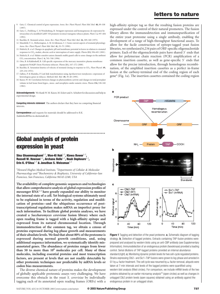 NPY1 Global Analysis of Protein in Yeast | PDF | Open Reading Frame ...