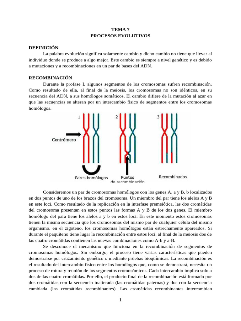 Tema 7 - Procesos Evolutivos | PDF | Mitosis | Recombinación genética