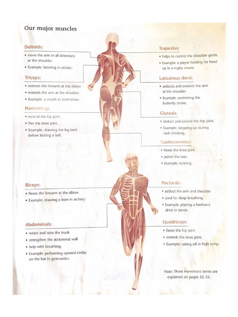 Our Major Muscles | PDF