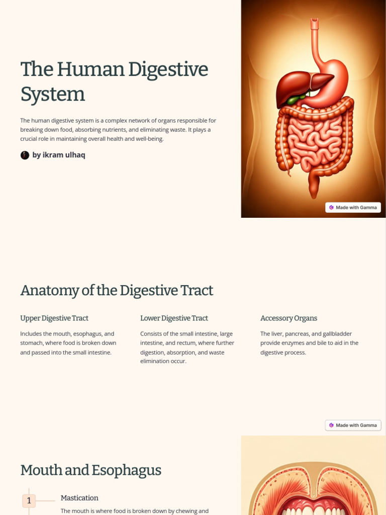 Digestive System Overview | PDF | Digestion | Human Digestive System