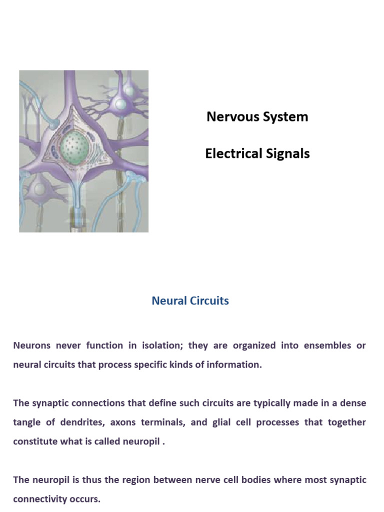 Electrical Signals in Neurons | PDF | Neuron | Synapse