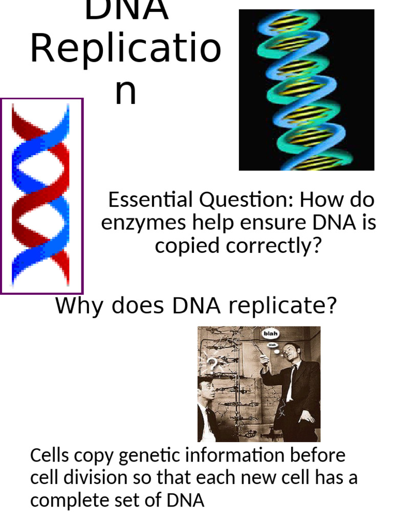 DNA Replication (AN) | PDF
