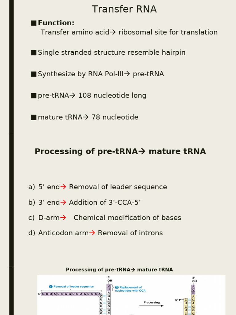 tRNA & translation | PDF | Translation (Biology) | Ribosome