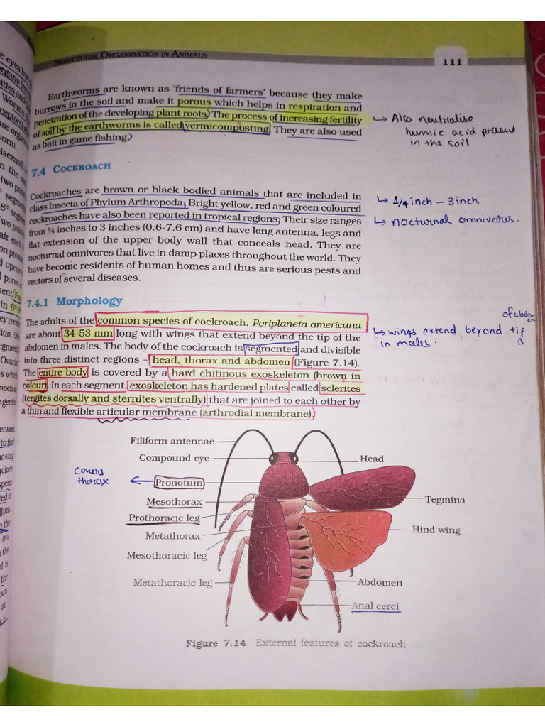 Cockroach (NCERT Highlights) 11th Chp7 | PDF