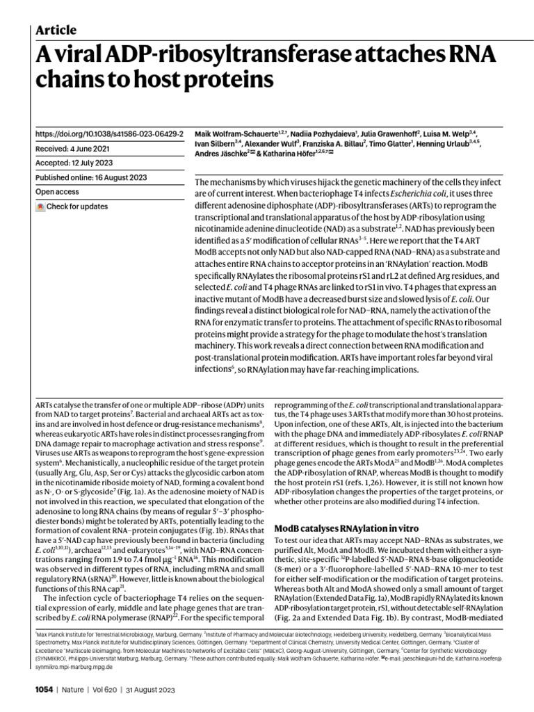 A viral ADP-ribosyltransferase attaches RNA chains to host proteins ...