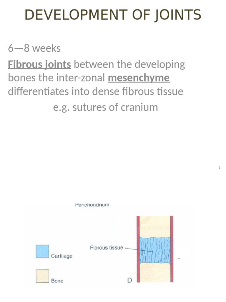 Development of skeleton 2 | PDF | Bone | Cartilage