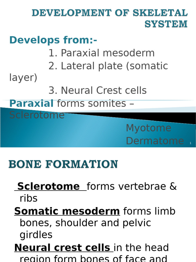 Development of Skeletal System | PDF | Bone | Osteoblast