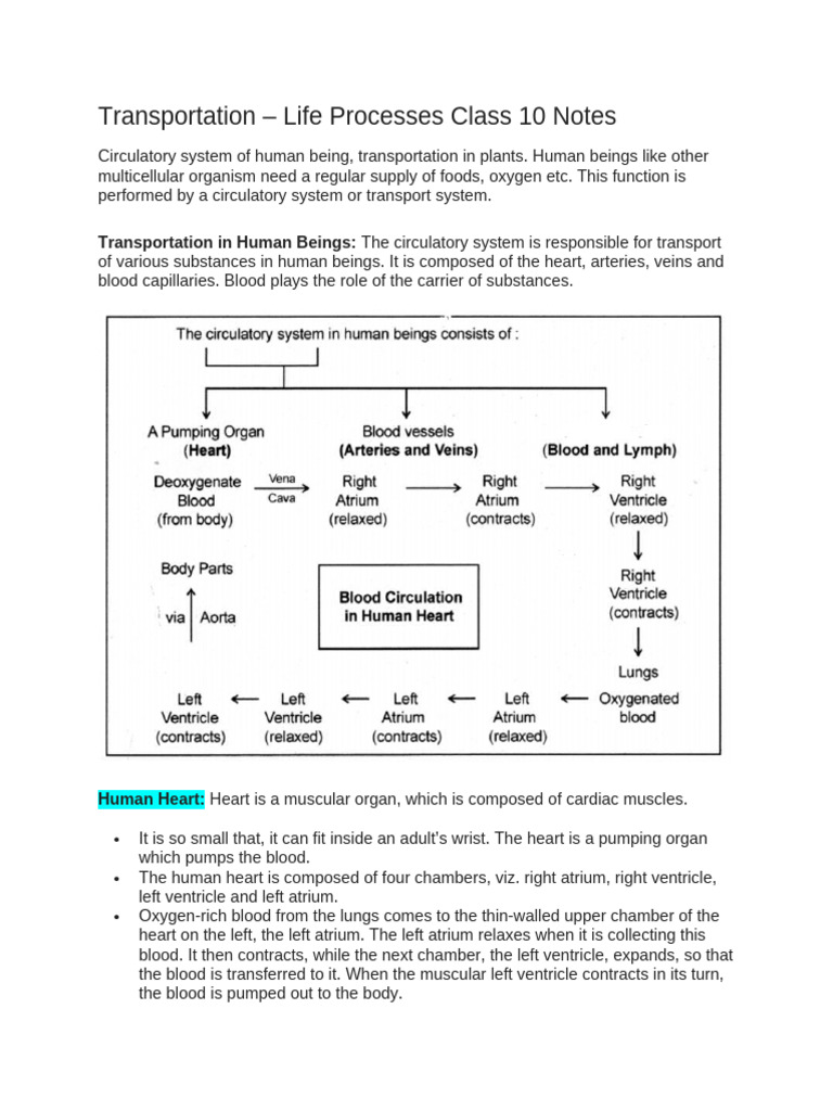 Transportation in Humans and Plants | PDF | Atrium (Heart) | Heart