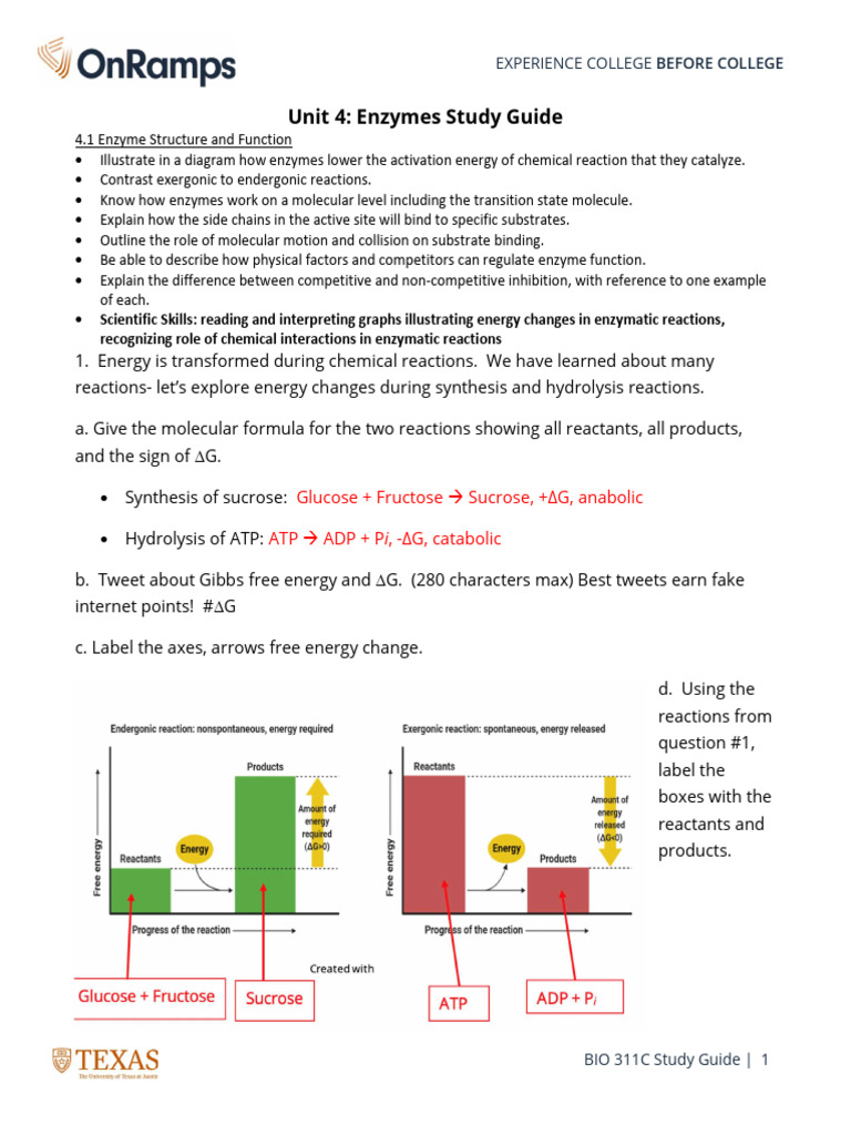 Enzymes Study Guide Overview | PDF | Enzyme | Enzyme Inhibitor
