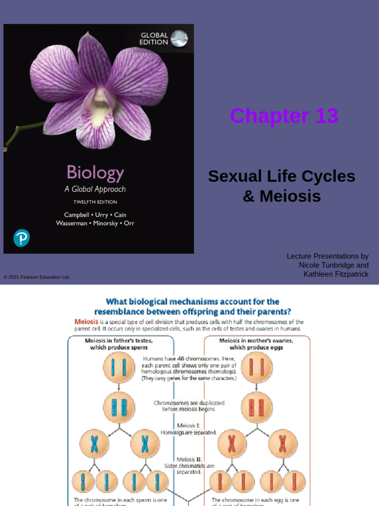 CH13_Sexual Life Cycles Meiosis- 12th Edn ...