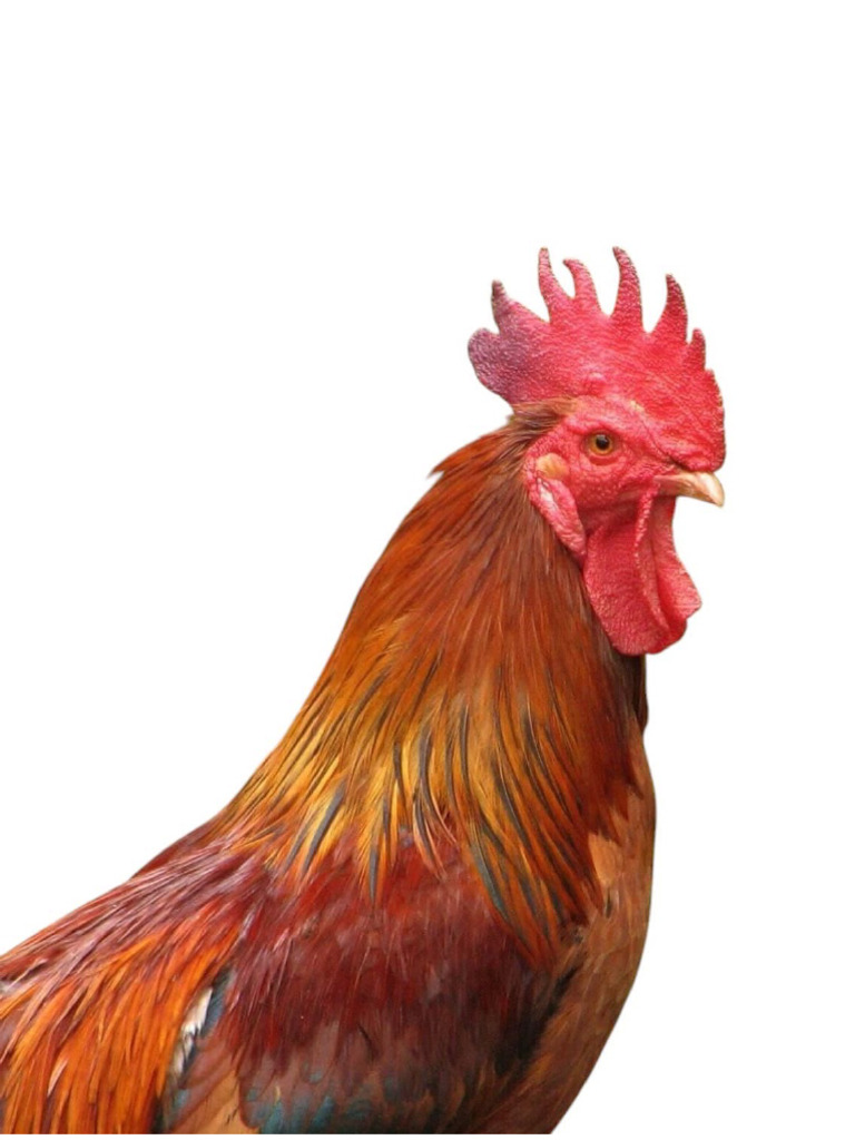 Gallo | PDF