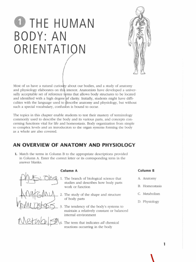 The Human Body Orientation Coloring and Fill-In | PDF