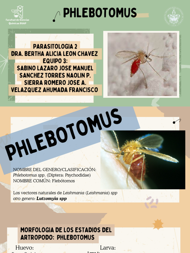 Phlebotomus | PDF | Leishmania | Insectos