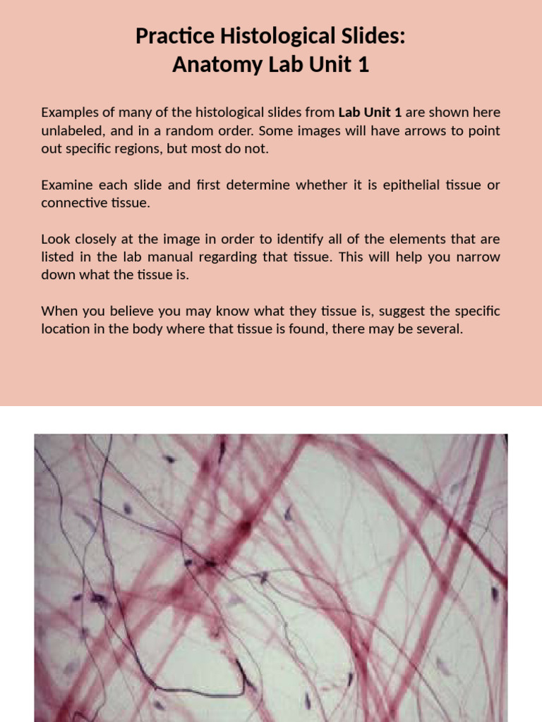 #6 Practice Histology Images | PDF