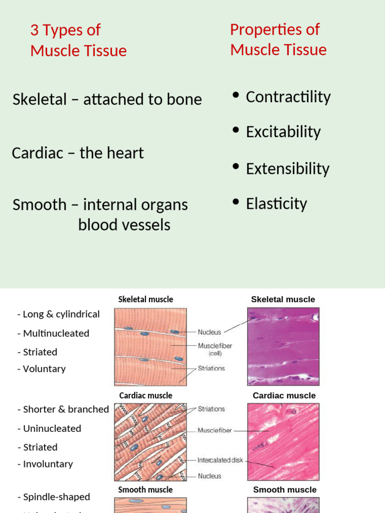 #11 Skeletal Muscle Anatomy | PDF | Muscle | Lever