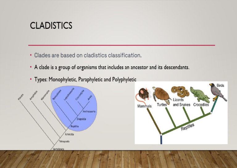 Cladistics: Clades Are Based On Cladistics Classification | PDF