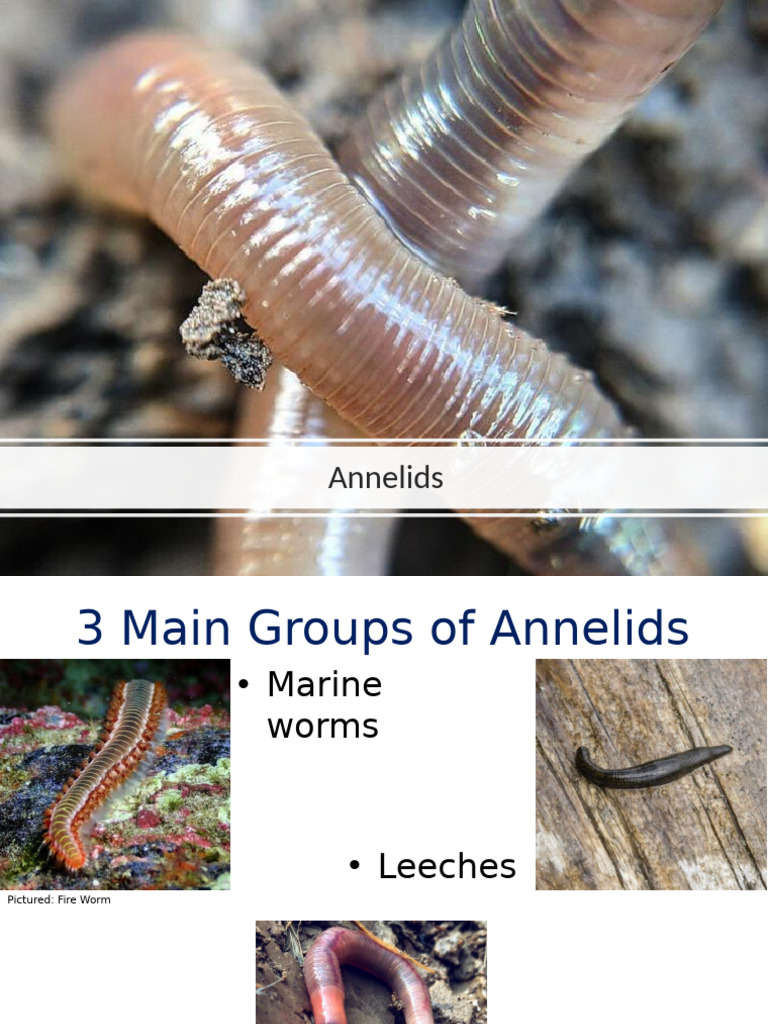 About Annelids | PDF