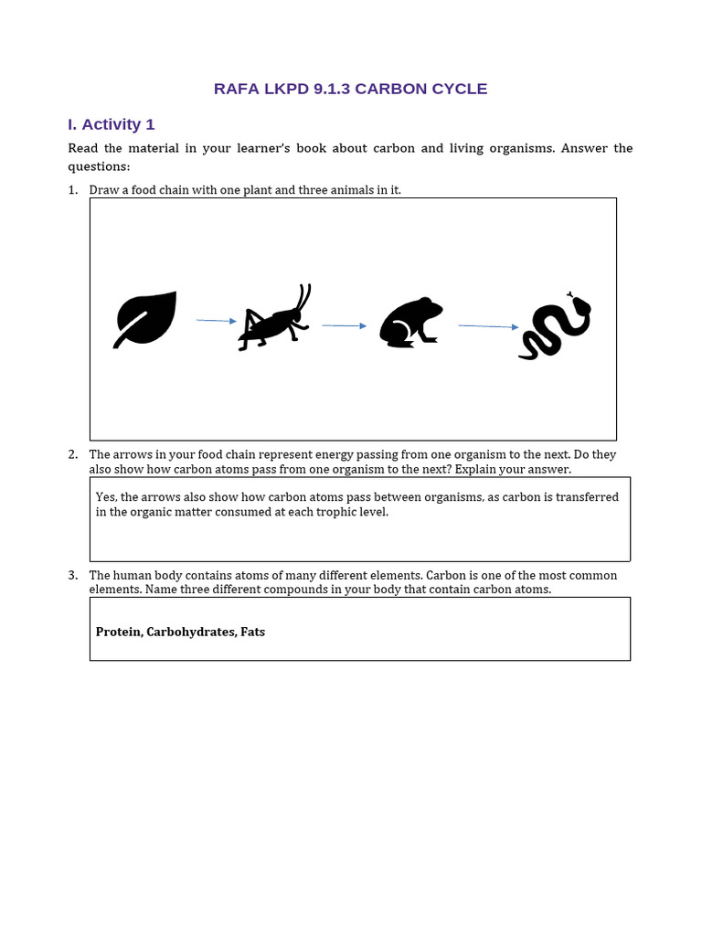16 Rafa_Tugas 1.3 LKPD Carbon cycle | PDF | Photosynthesis | Carbon Dioxide
