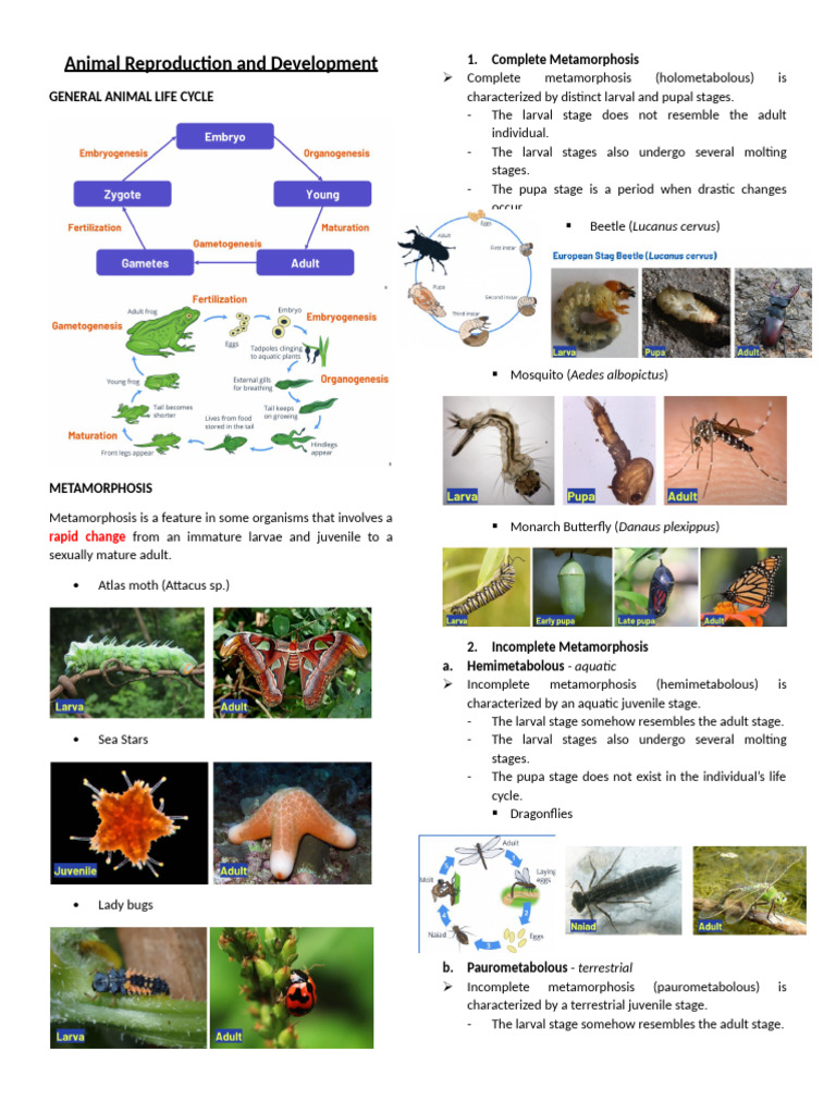LESSON-2.2.2-Animal-Reproduction-and-Development | PDF | Embryo ...