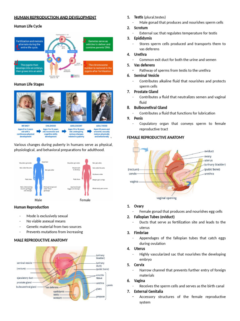 Human Reproduction and Development Guide | PDF | Reproductive System ...