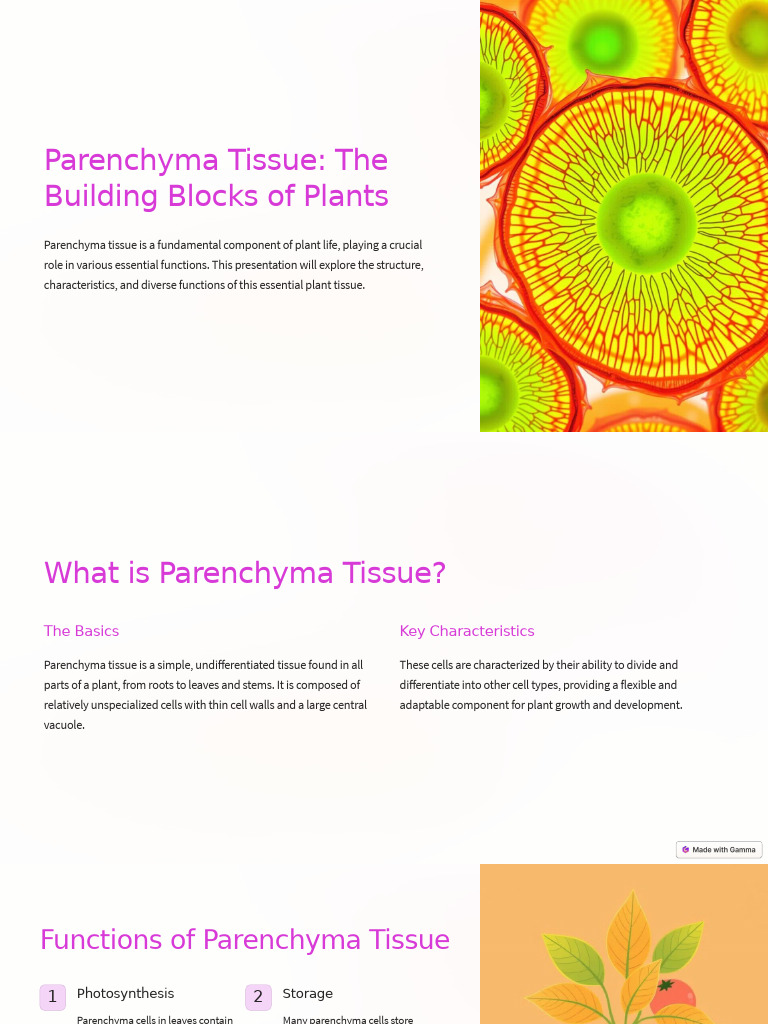 Parenchyma Tissue The Building Blocks of Plants | PDF | Tissue (Biology ...