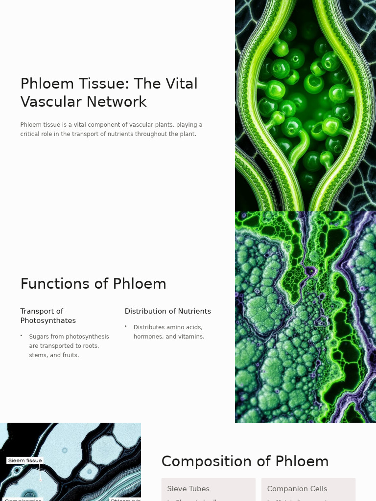 Phloem Tissue The Vital Vascular Network | PDF | Morphology (Biology ...