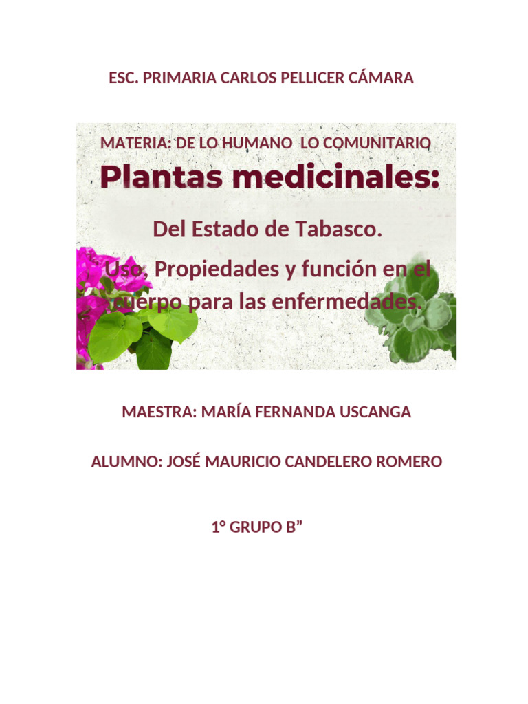 Plantas Medicinales Del Estado de Tabasco | PDF | Diabetes | Medicina
