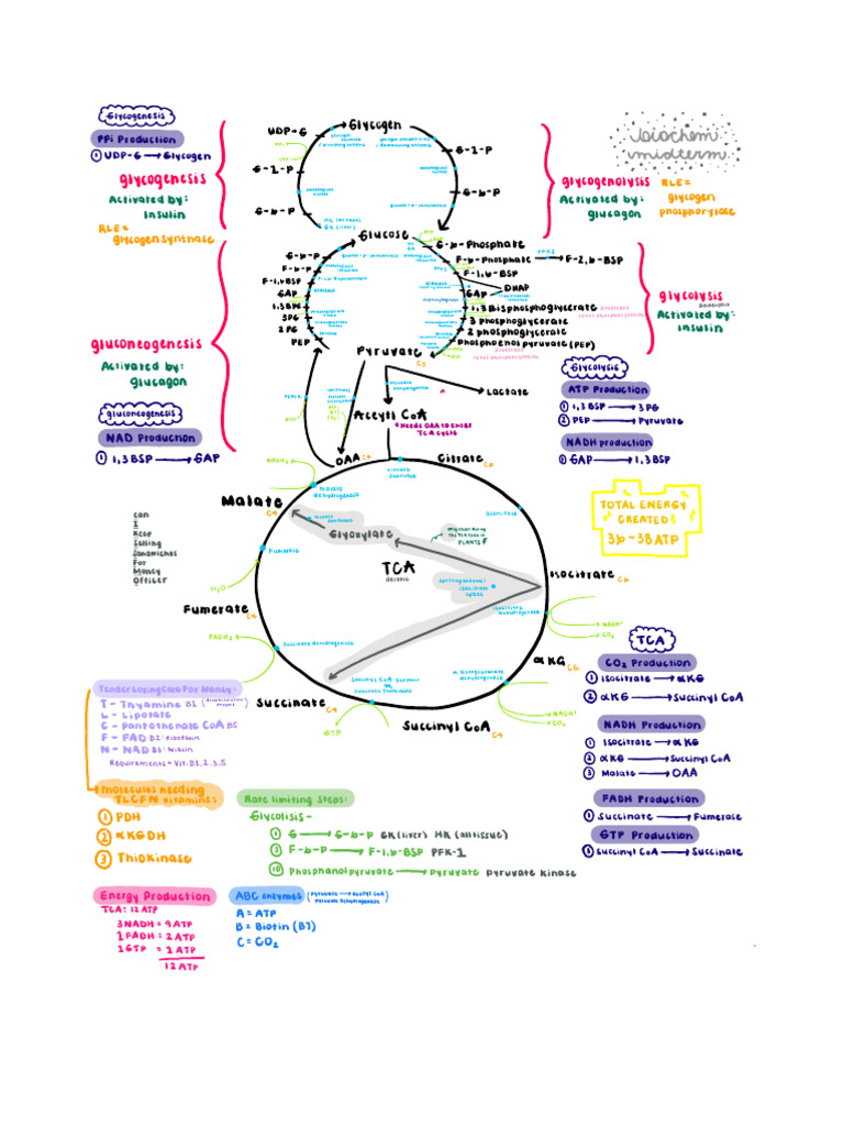 Biochem Midterm All Powerpoints Condensed | PDF | Cellular Processes | Organic Compounds