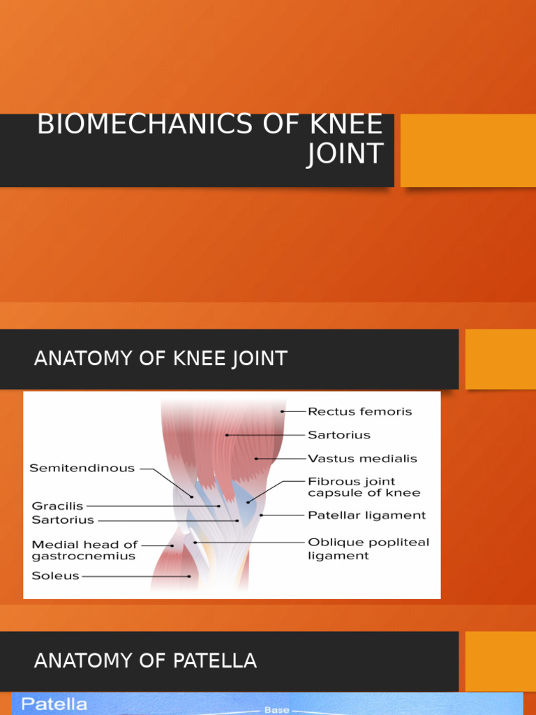 Knee Joint Biomechanics and Anatomy | PDF | Knee | Anatomical Terms Of ...