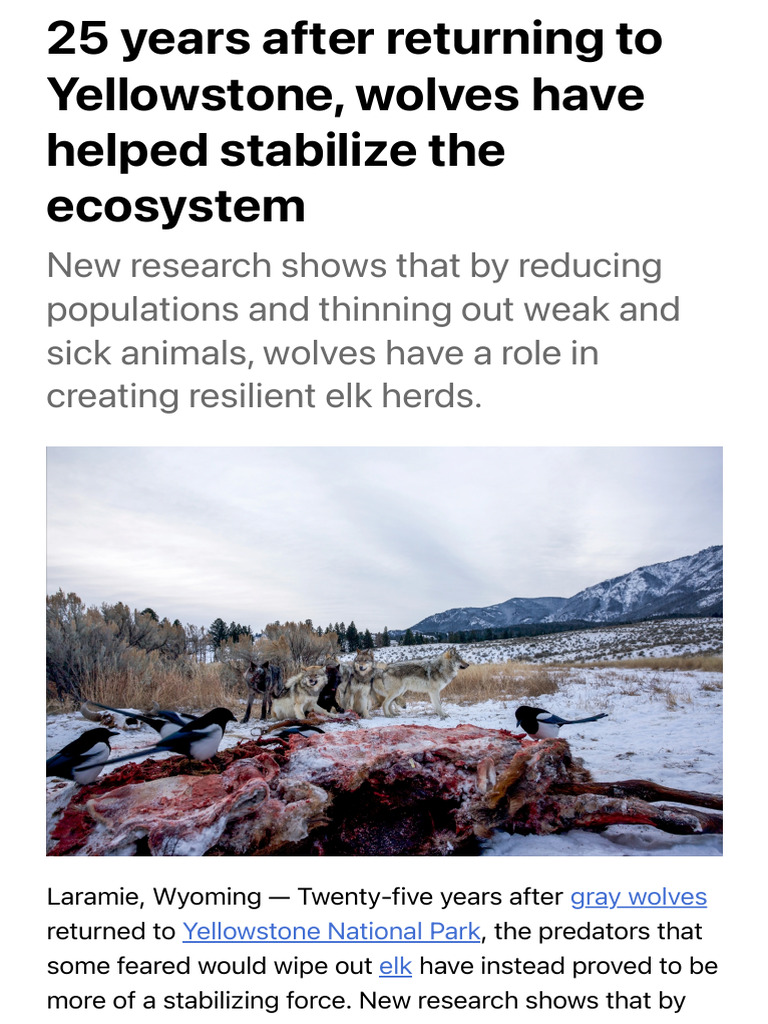 Wolves in Yellowtone - Natgeo | PDF