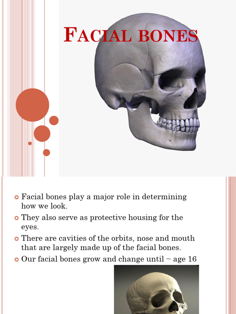 Overview of Facial Bones and Their Functions | PDF | Human Nose | Skull