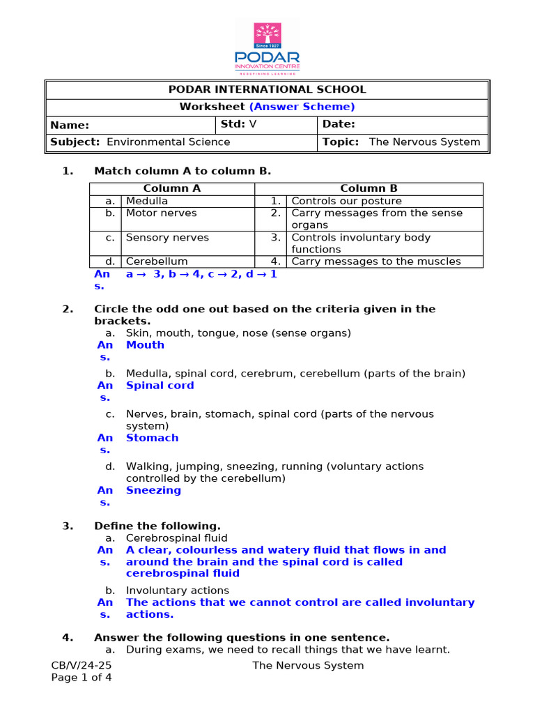 Nervous System Worksheet Answers | PDF | Central Nervous System | Brain