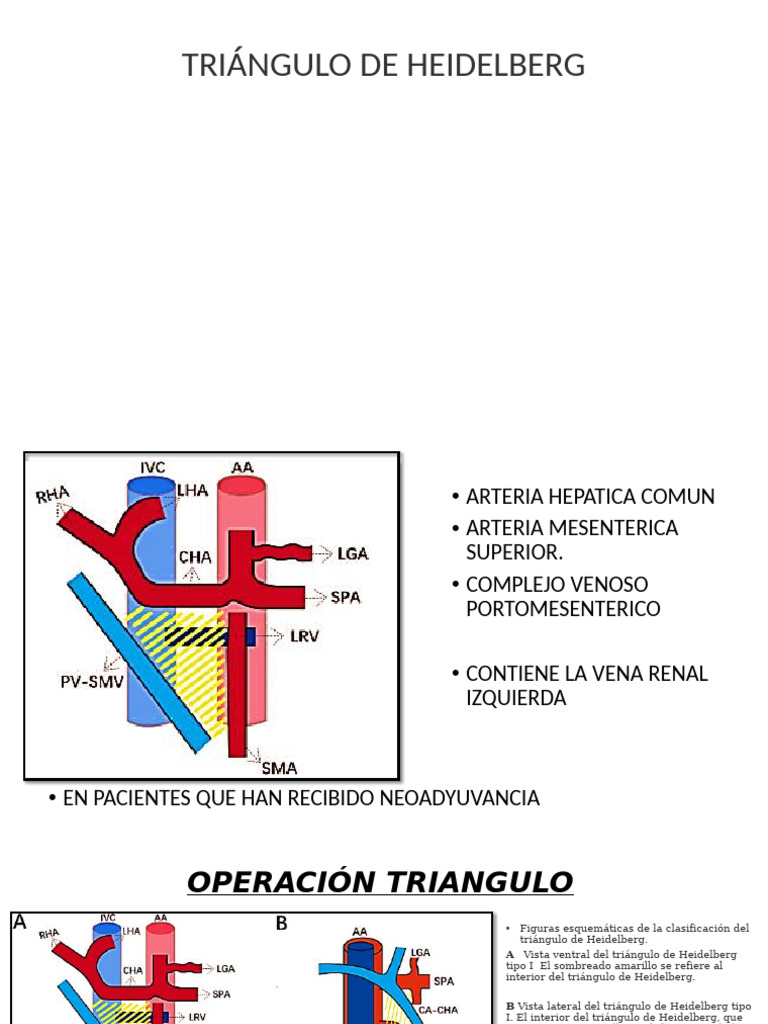 Operacion Triangulo | PDF | Vena | Hígado